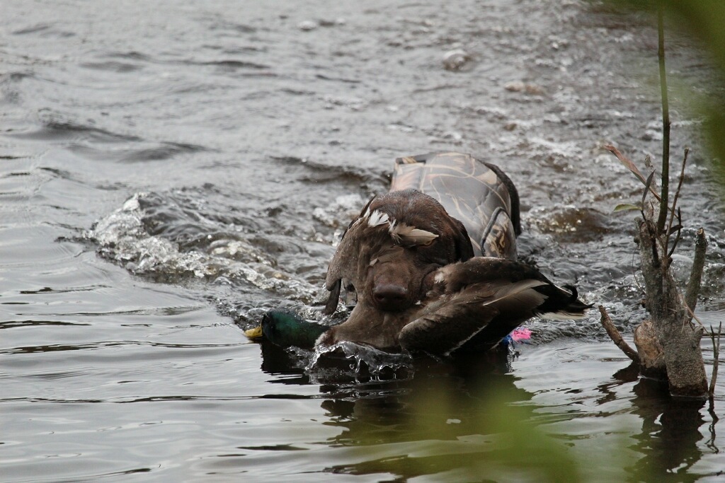 Training - Carolinas NAVHDA